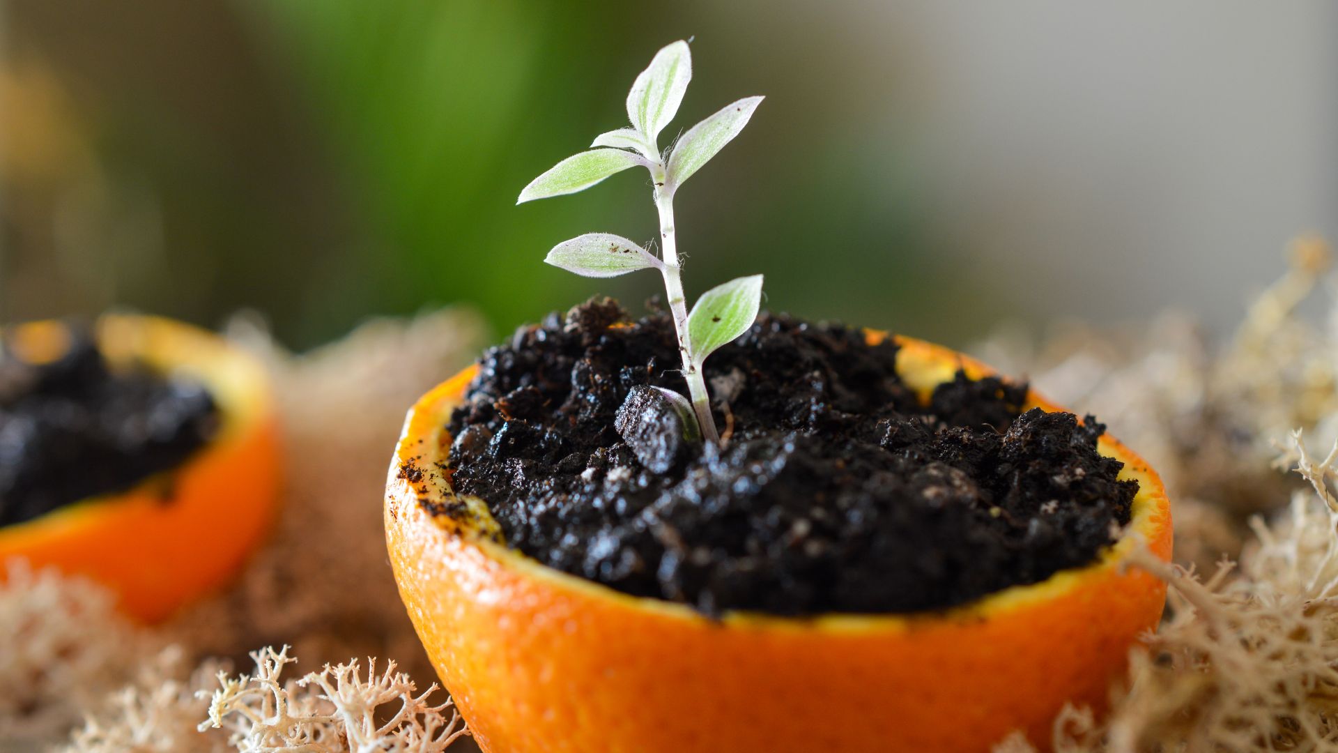 Zero Waste - Cidades pelo Clima